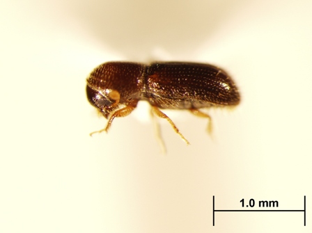 OSU Insect ID Clinic