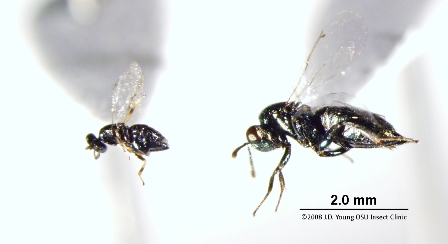 OSU Insect ID Clinic