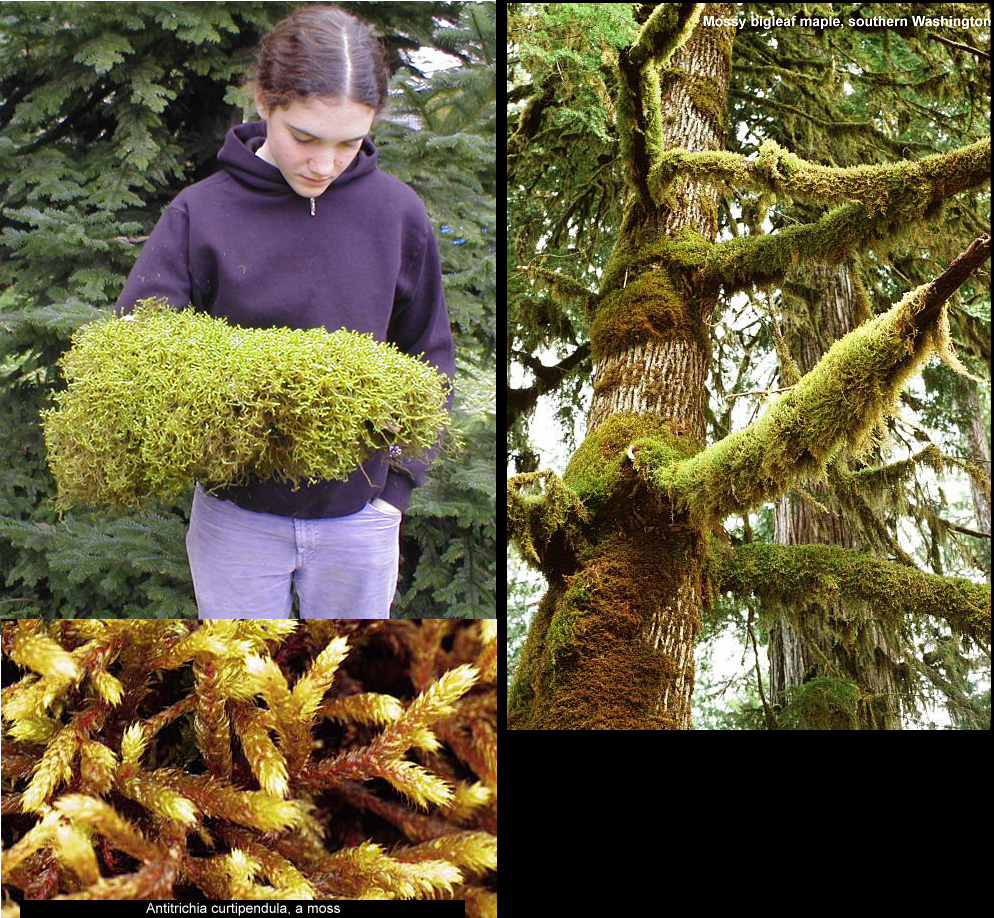 Bryophytes Examples Bryophytes: Definition, Types, Characteristics,